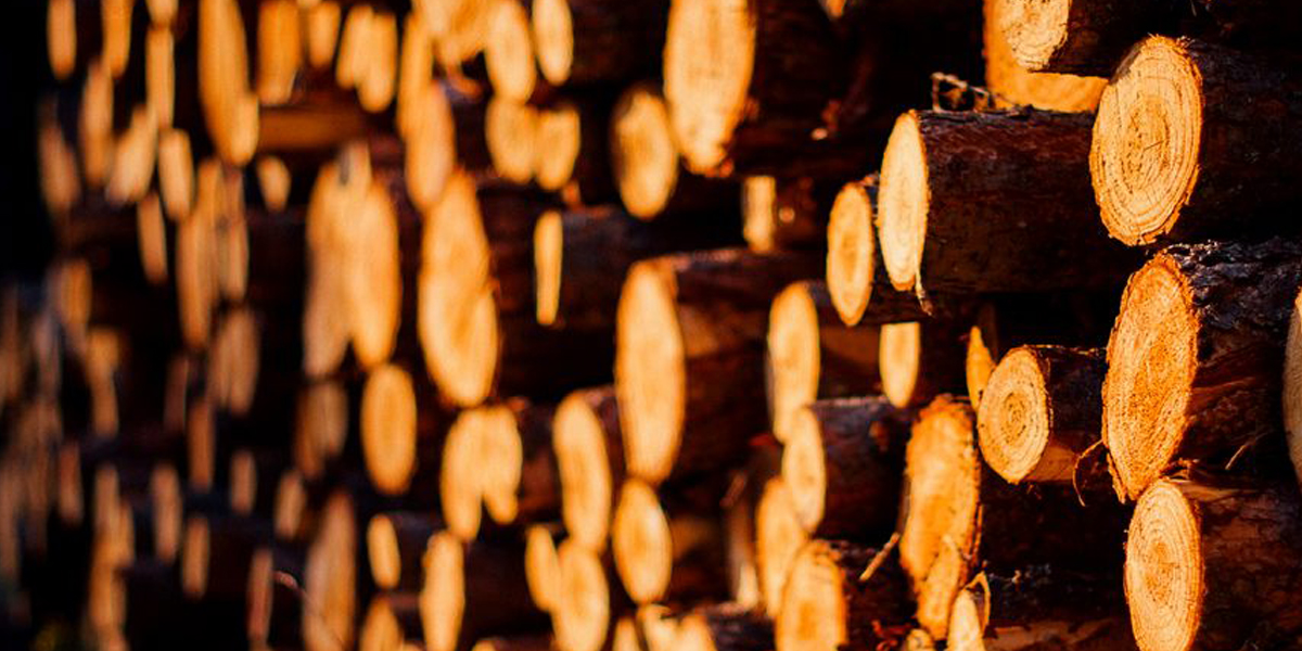 成果发布_全球合法与可持续木业高峰论坛